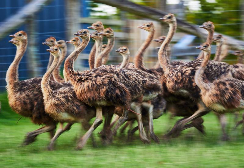 Visite libre ferme autruche | Sèvre Autruche - Parc d'élevage et vente ...